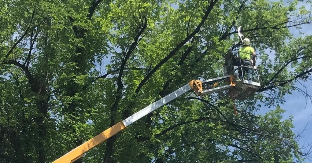 Tree Trimming Service | Laird Tree Service | | Laird Tree Service